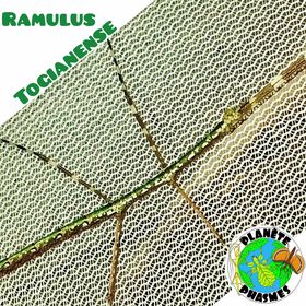 Produits – Planète Phasmes