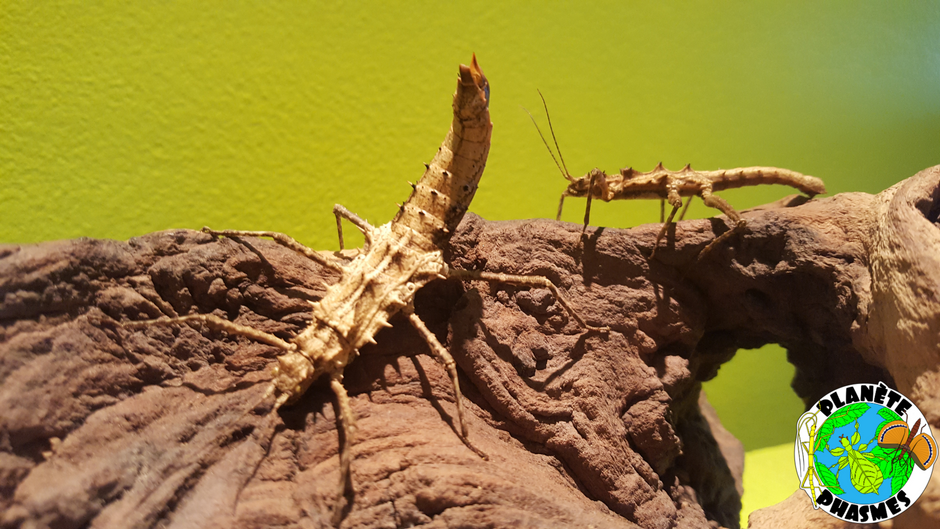 Produits – Planète Phasmes